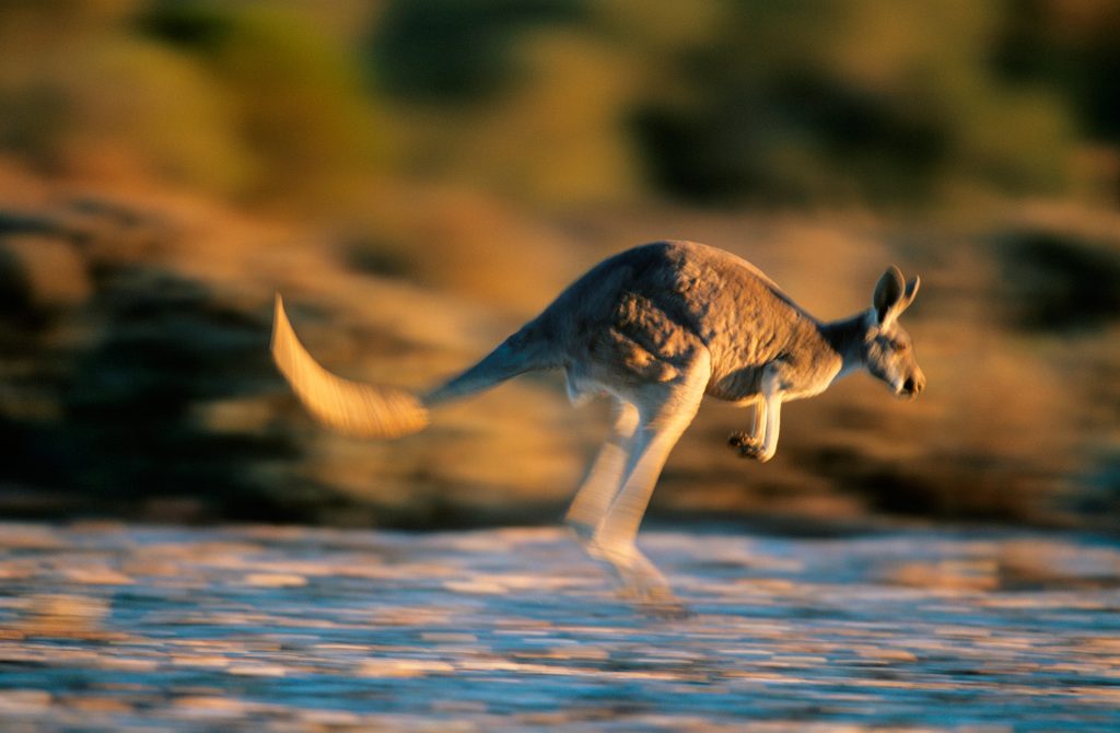 How to Catch a Kangaroo - Productive Dentist Academy